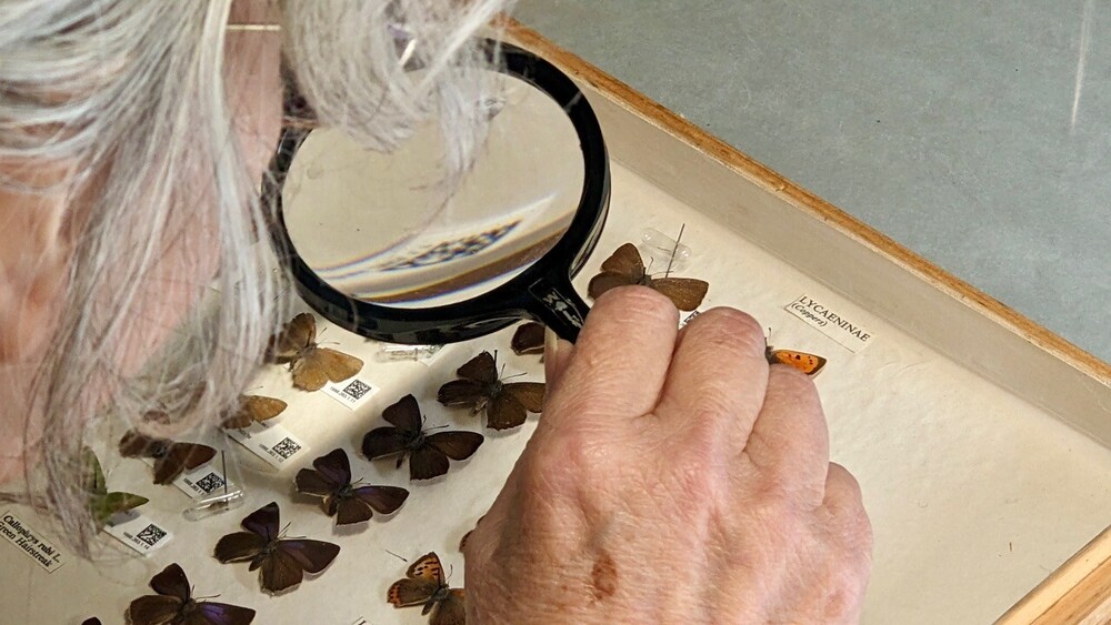 Important butterfly collection at Newton Abbot Museum to highlight ...